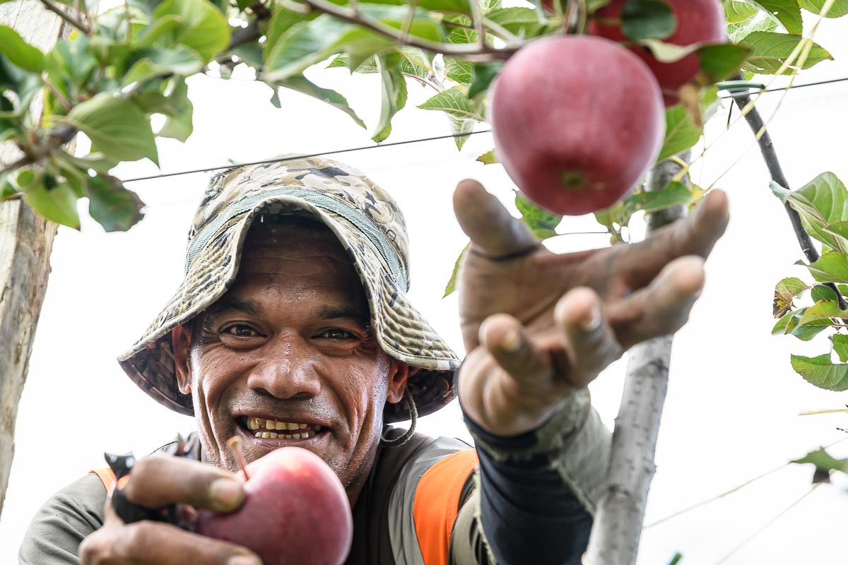 Orchard Work | Employment opportunities at Fairfield Orchards